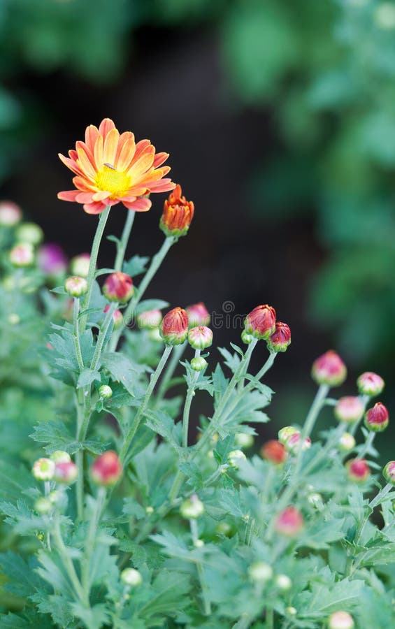 Small daisy flowers stock photo. Image of garden, field - 27024046