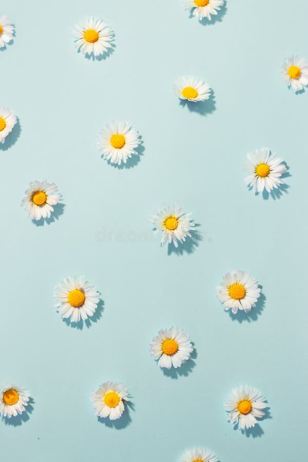 Small Daisy Flowers on Blue Background; Minimal Spring Background Stock ...