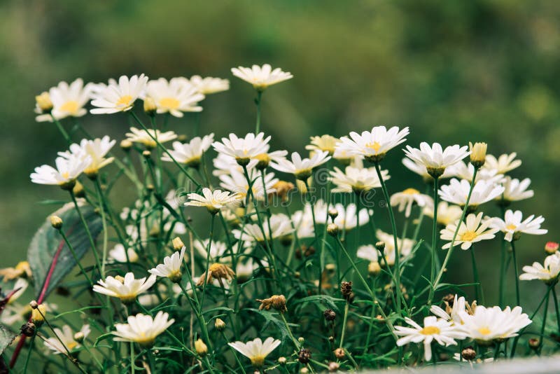 Small Daisy Flowers for Decorations Stock Image - Image of garden ...