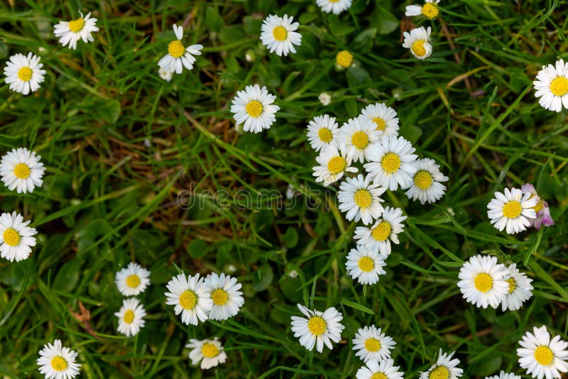 Small Daisy Flowers Summer Vertical Background Stock Image - Image of ...