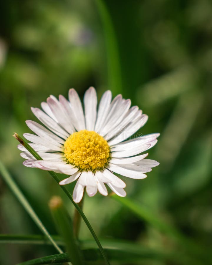 Small Daisy Growing in the Grassy Garden Stock Photo - Image of ...