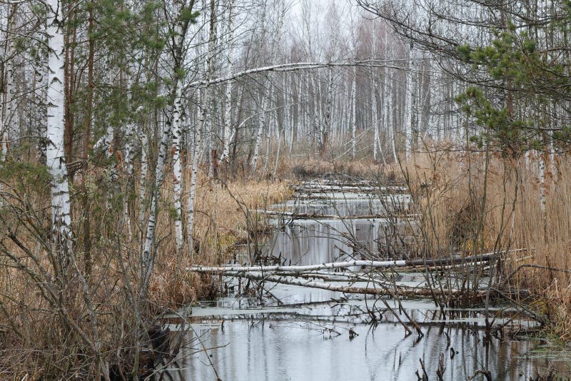 Small Dammed Meandering Forest River in Autumn Stock Image - Image of ...