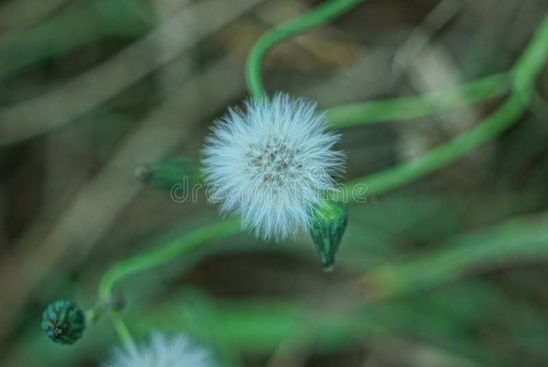 Small Dandelion in a Spring Park Stock Image - Image of floral, botany ...