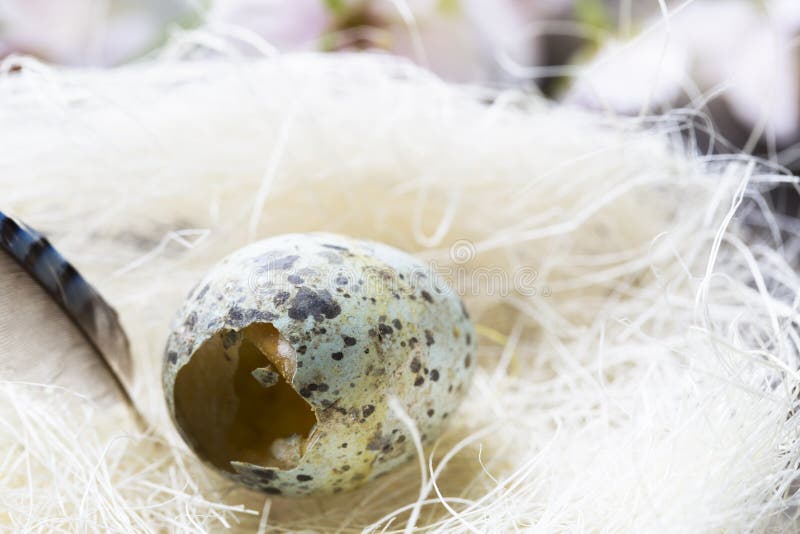 Small Dappled Egg Shell stock image. Image of springtime - 84858853