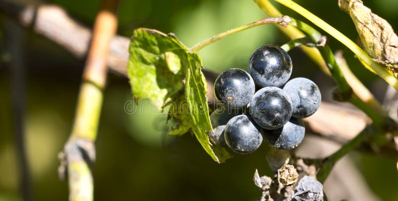 Small grapes on the vine stock photo. Image of green - 104074866