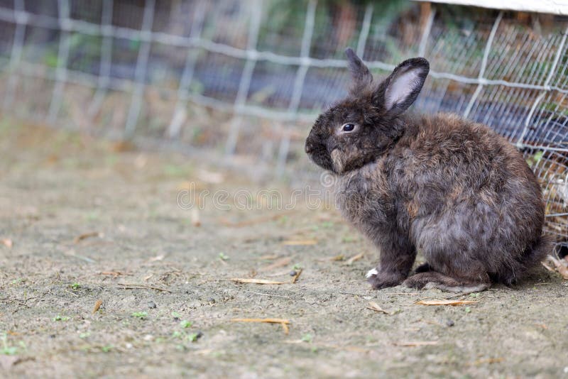 Small dark brown rabbit stock photo. Image of easter - 202599744