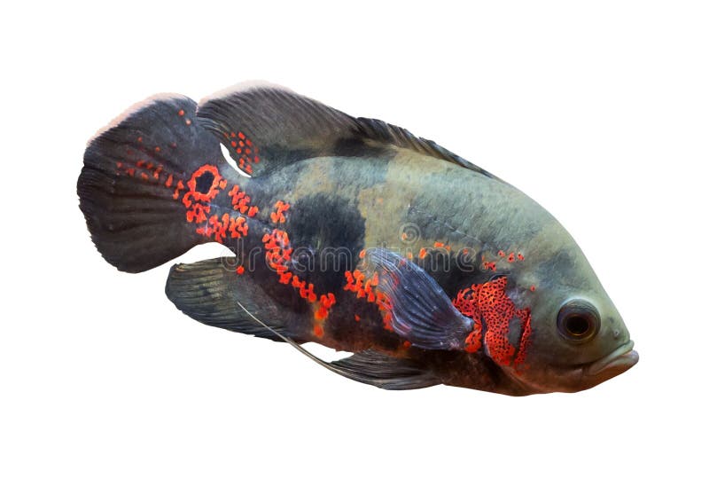 Small Dark Fish Orange Spots Stock Photos - Free & Royalty-Free Stock ...