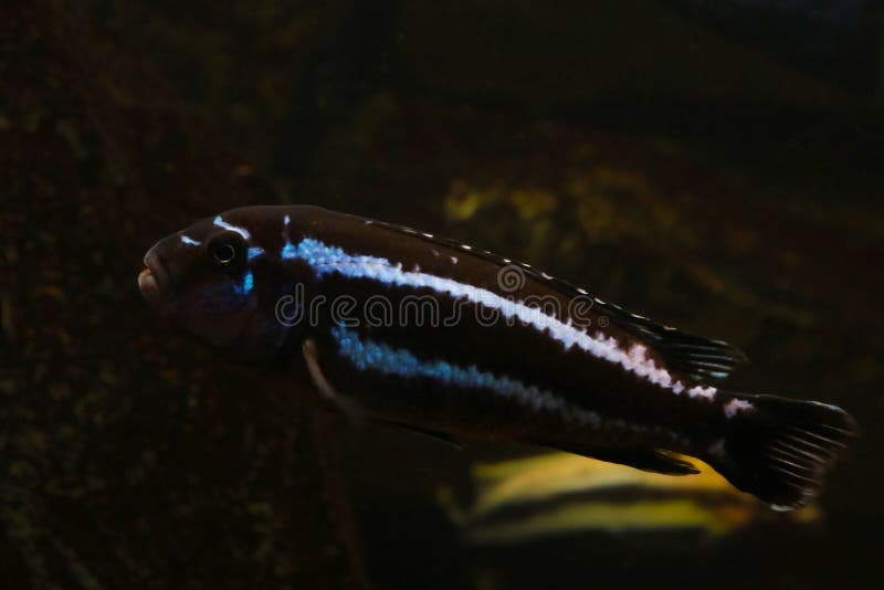 A Small Dark Fish Swims at the Bottom of the Lake. Stock Photo - Image ...