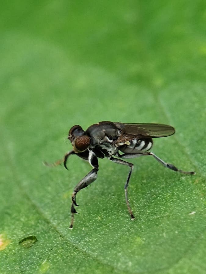 246 Large Brown Compound Eyes Stock Photos - Free & Royalty-Free Stock ...