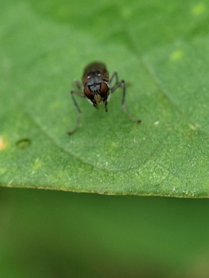 Large Reddish Brown Compound Eyes Stock Photos - Free & Royalty-Free ...