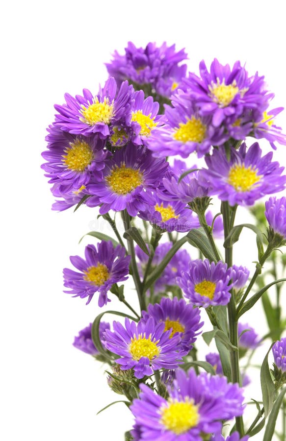 Small Purple Aster Flower Inflorescence Isolated on White Stock Image ...