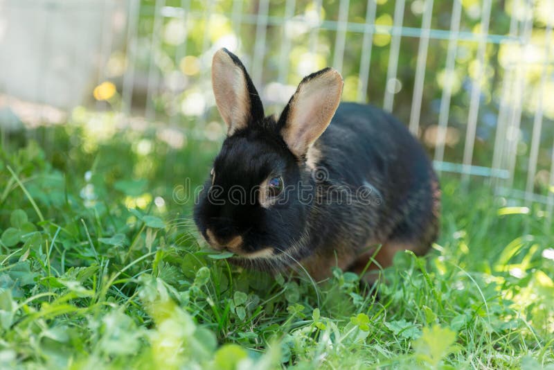 Small Dark Rabbit on the Meadow Stock Photo - Image of nature, dark ...