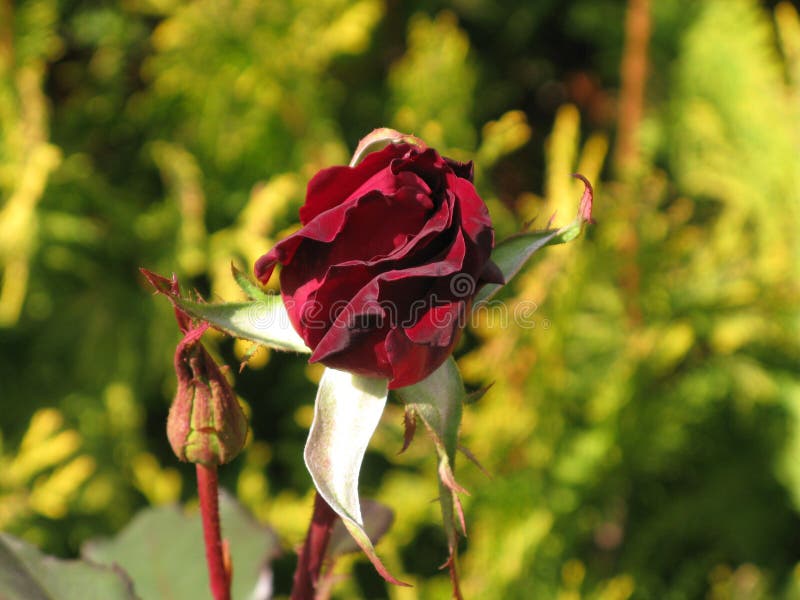 A small dark red rose stock photo. Image of green, small - 78226470