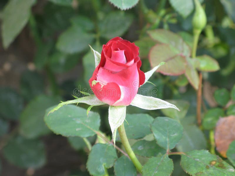 A small dark red rose stock image. Image of dark, flowerbed - 83790431