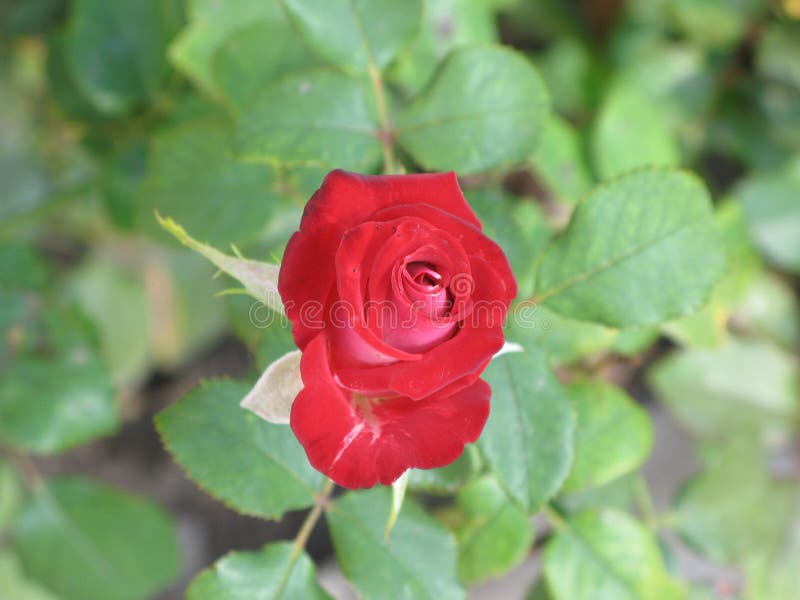 A small dark red rose stock photo. Image of green, flowerbed - 83790744