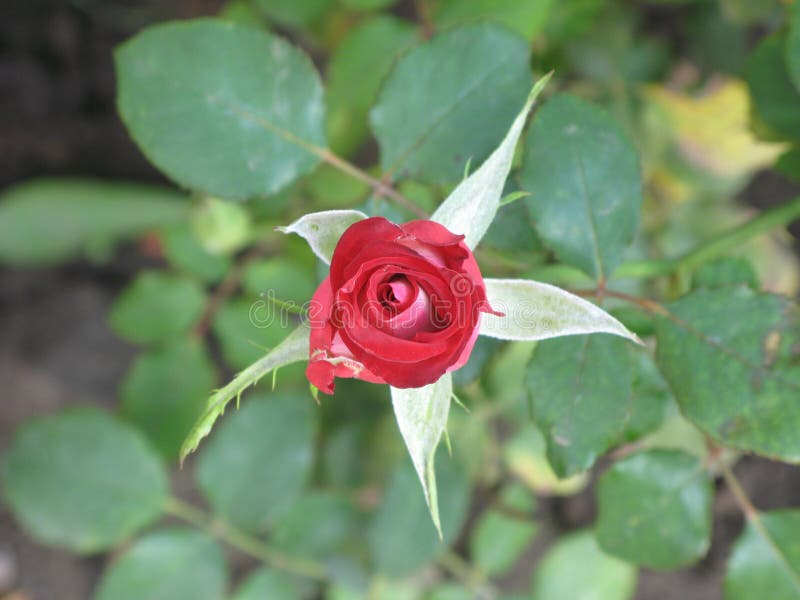 A small dark red rose stock photo. Image of small, beautiful - 83791072