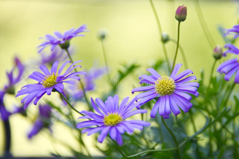 Small Dasies in Purple and Yellow Colors Stock Image - Image of spring ...