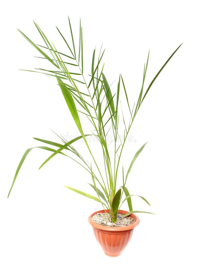Potted Date Palm Tree Growing Indoor - Phoenix Dactylifera -Concept for ...