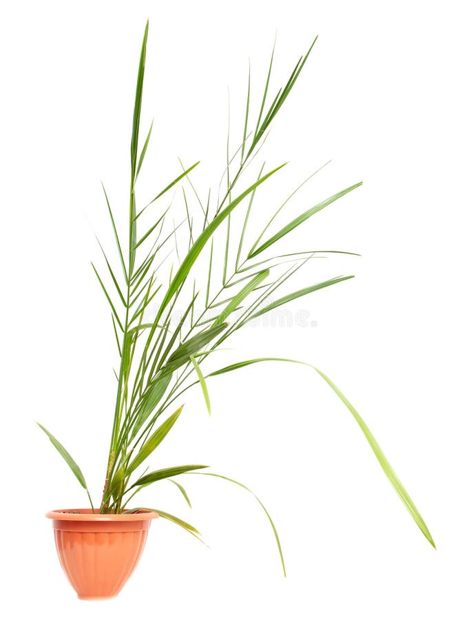Potted Date Palm Tree Growing Indoor - Phoenix Dactylifera -Concept for ...