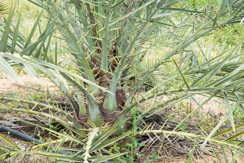 Small Date Palm Tree in Agriculture Stock Image - Image of arab, date ...
