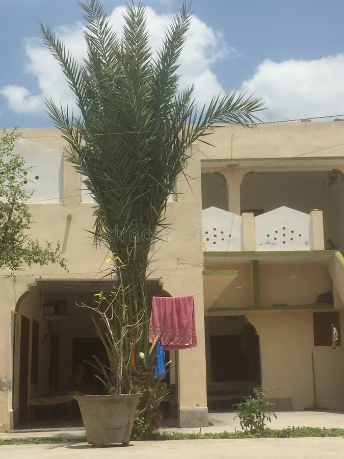 Small Date Palm Tree in Agriculture Stock Image - Image of arab, date ...