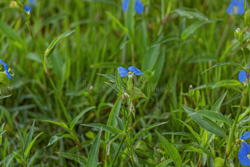 Small Dayflower Plant stock photo. Image of wild, green - 258937922