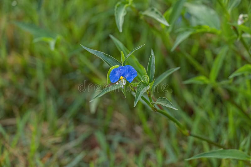 Small Dayflower Plant stock image. Image of garden, wild - 258937923