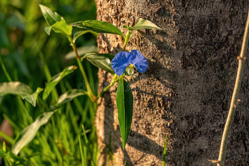 Small Dayflower Plant stock image. Image of commelina - 258937933