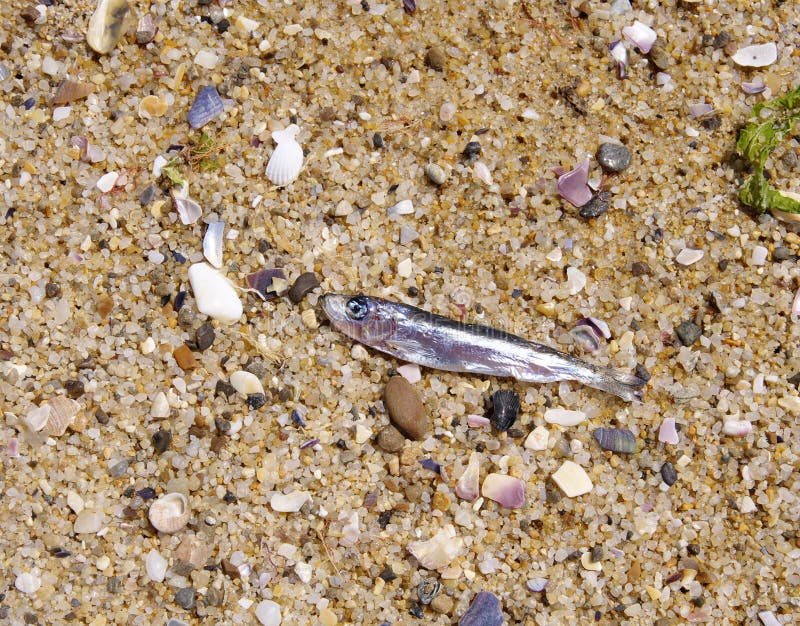 Small Dead Fish Lies on the Sand Beach Stock Photo - Image of summer ...