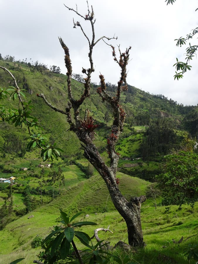 A Small Dead Tree Covered in Moss and Red Bromelias that is Standing in ...