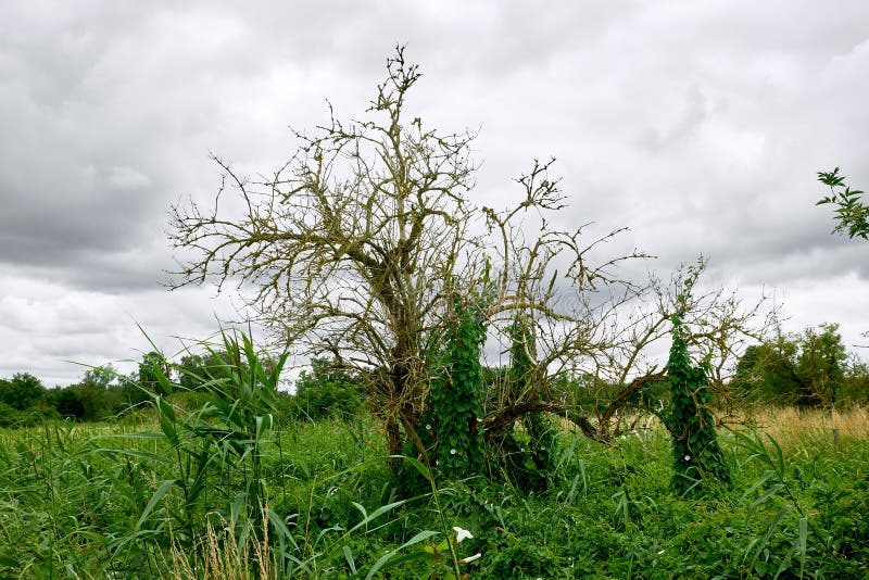 Small Dead Tree in Wilderness Stock Image - Image of nature, outdoor ...