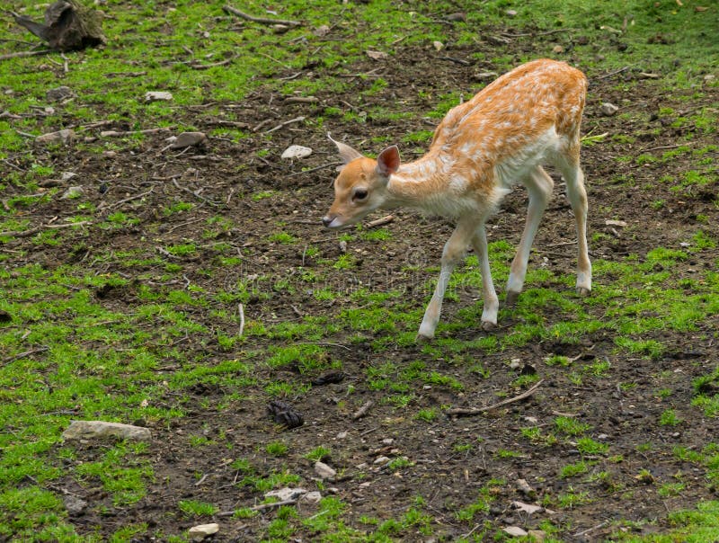 Small dear stock image. Image of young, grass, dear, outdoors - 25852013