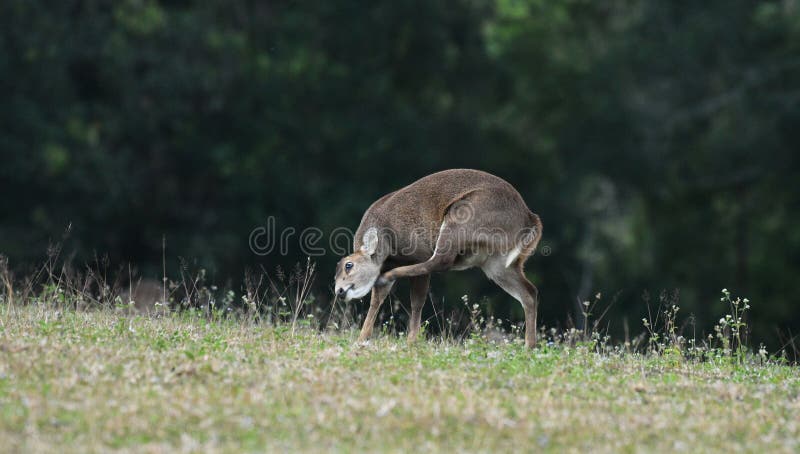 Small Dear Standing Isolated on White Background , Clipping Path Stock ...
