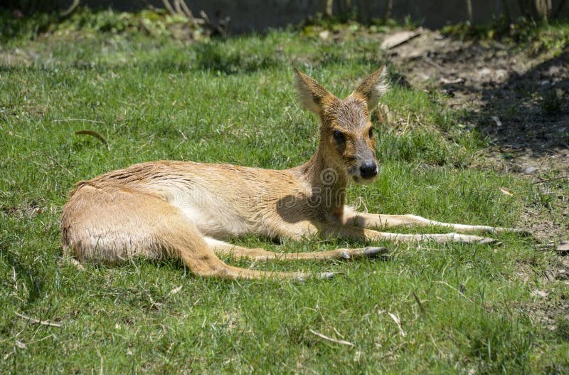 Small Dear Standing Isolated on White Background , Clipping Path Stock ...