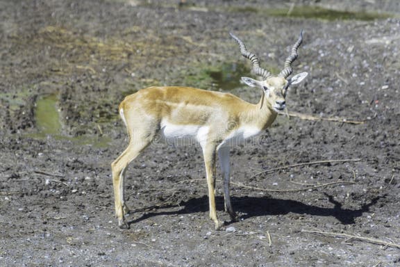 A small dear stock image. Image of cute, deer, horns - 143410469