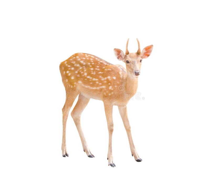 Small Dear Standing on White Background with Clipping Path Stock Image ...