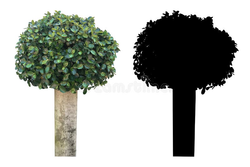 A Small Decor Green Leaves Tree with Black Alpha Mask Isolated on White ...