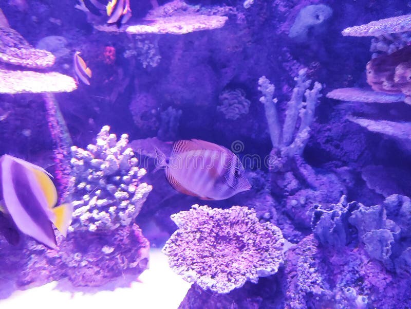 Small Decorative Aquarium Fish Swim in Clear Water Stock Image - Image ...