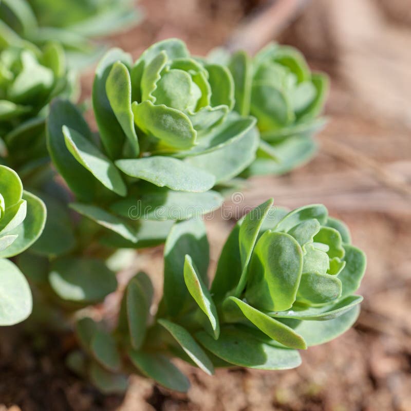 Small decorative cabbage stock image. Image of beautiful - 65541923