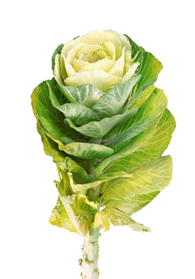 Small Decorative Cabbage Isolated on White Background Stock Photo ...