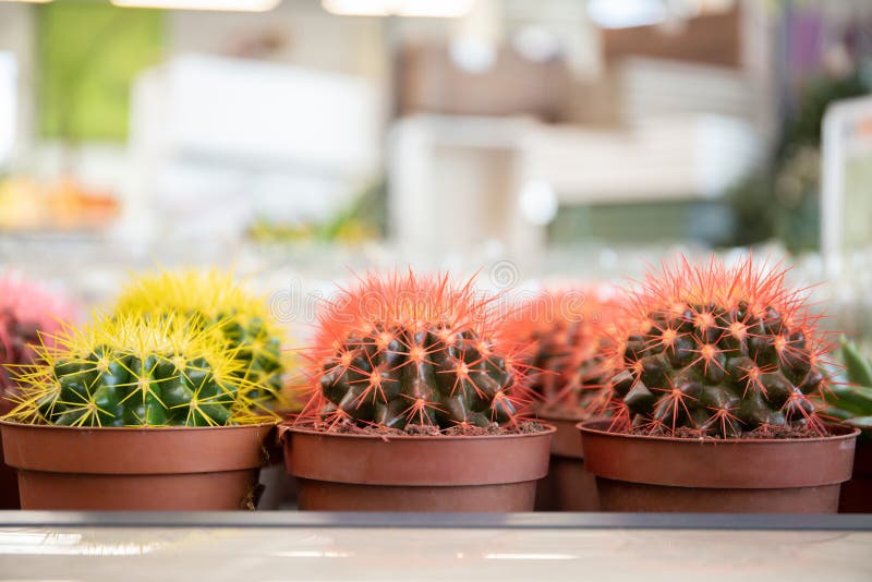 Small Decorative Cacti. Beautiful Multi-colored Cacti in a Flower Shop ...