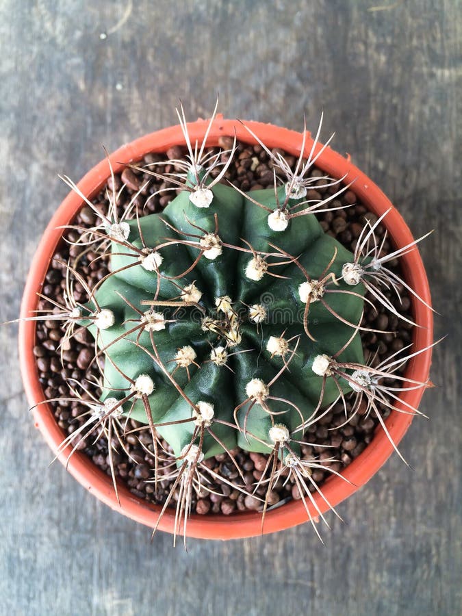 Small Decorative Cactus in Round Pot, Top View Stock Photo - Image of ...