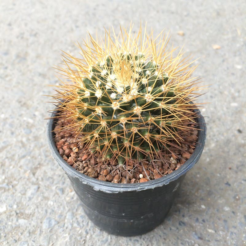 Small Decorative Cactus in Round Pot, Top View Stock Photo - Image of ...