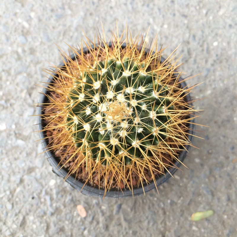 Small Decorative Cactus in Round Pot, Top View Stock Photo - Image of ...