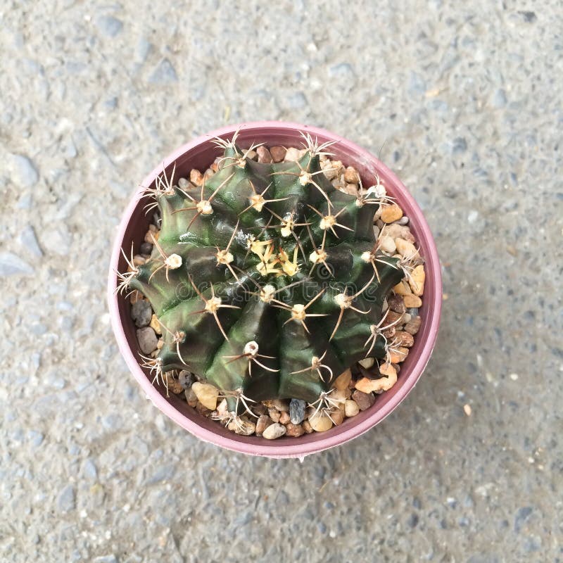 Small Decorative Cactus in Round Pot, Top View Stock Image - Image of ...