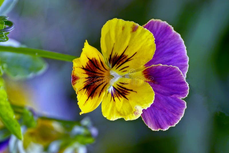 Small Decorative Colored Flower on the Street Stock Photo - Image of ...