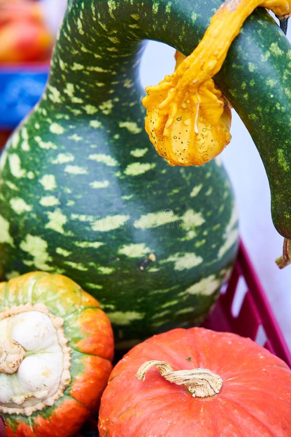 Small Decorative Pumpkin Background Stock Photo - Image of celebration ...