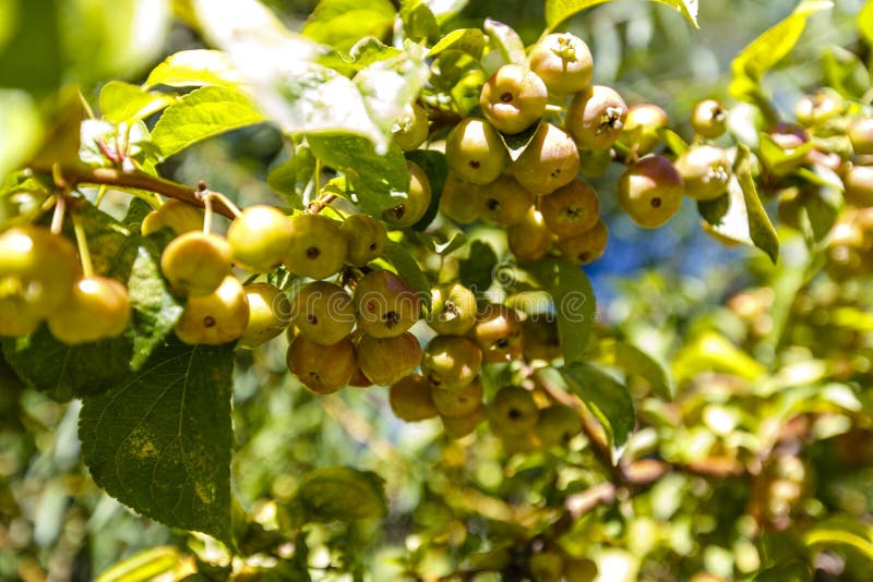 Small Decorative Green Apples Grow on the Bush Stock Photo - Image of ...