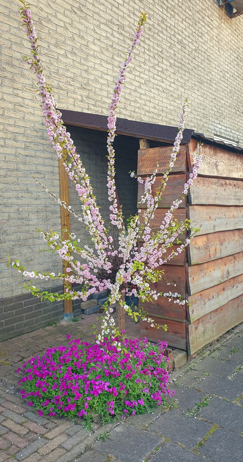 Small Decorative Japanese Cherry Tree Stock Photo - Image of pink ...