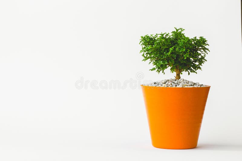 Small Decorative Little Tree in Plastic Pots Isolated on White ...